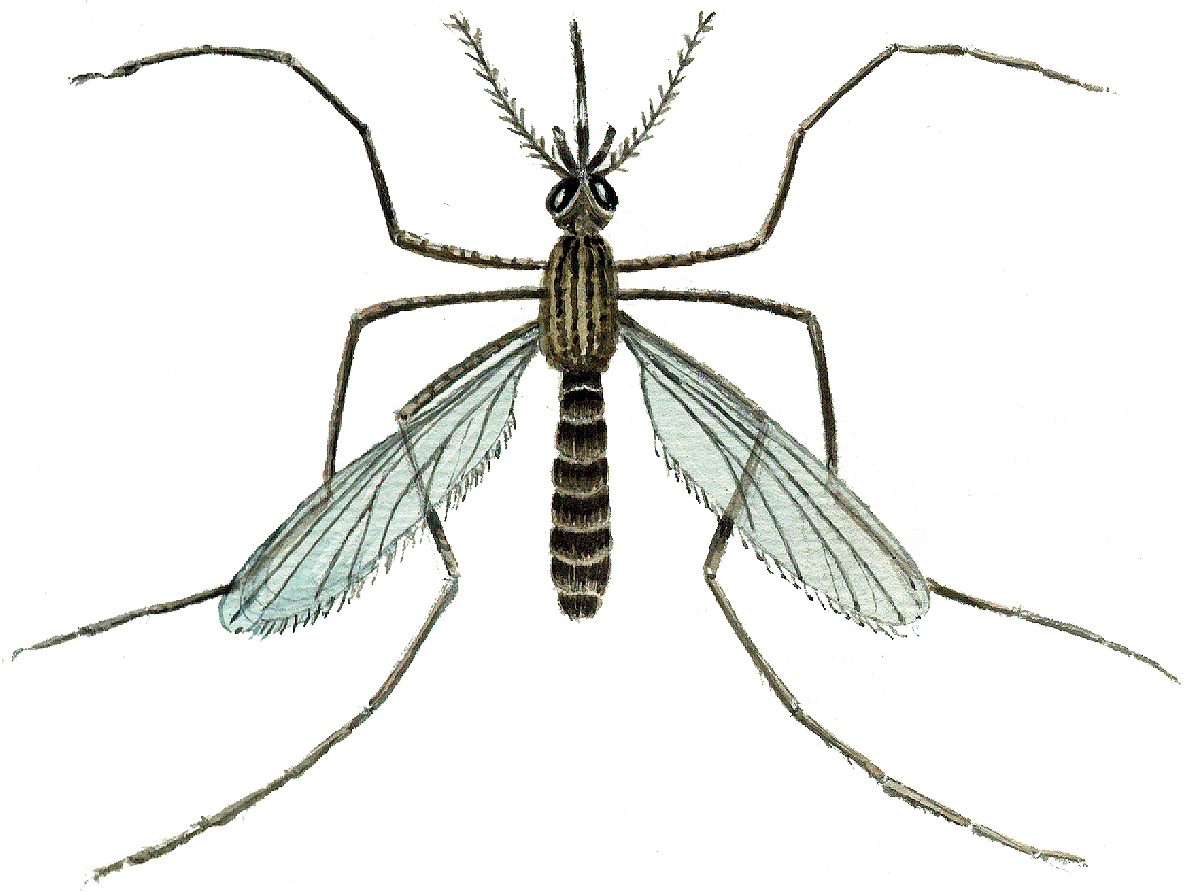 Zancudo – Roberto Sanmartin Barberi